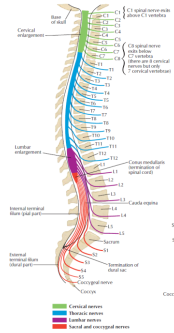 MORFOFISIOLOGIA I: NEUROANATOMIA