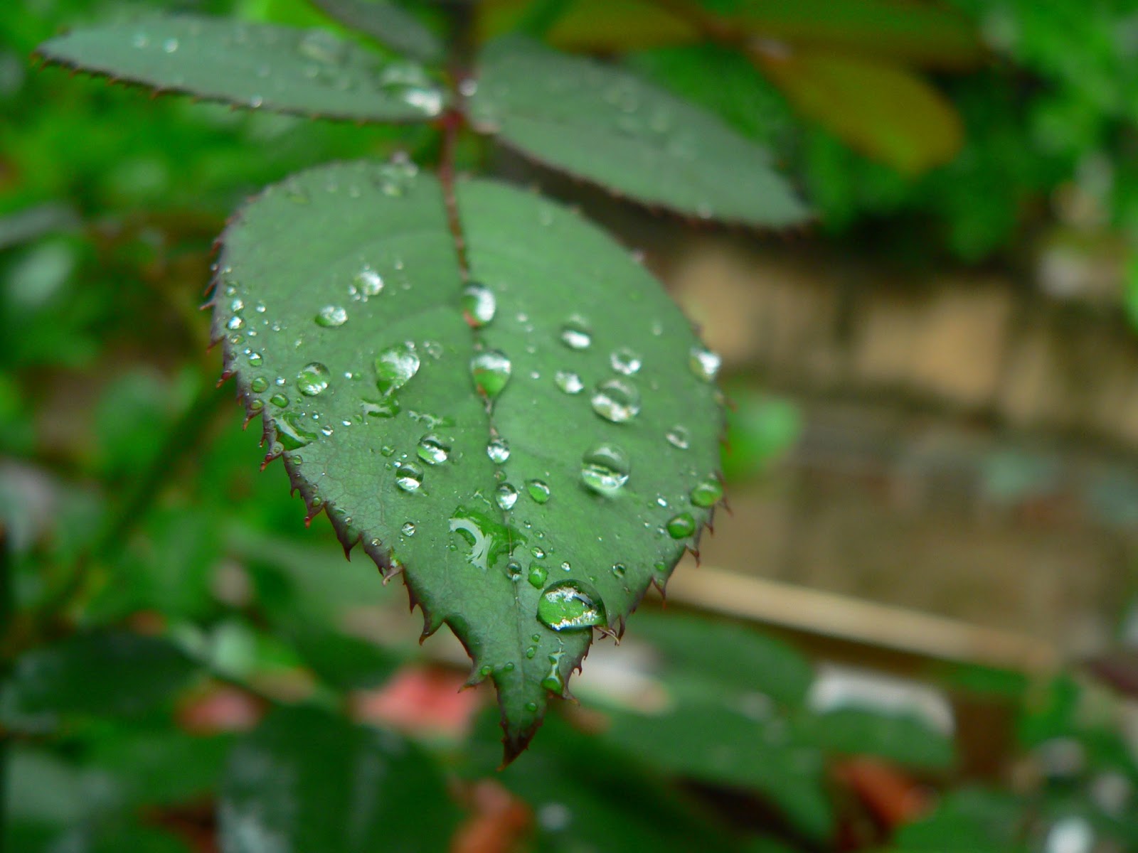 AAkruti Interiors: Romancing With Raindrops