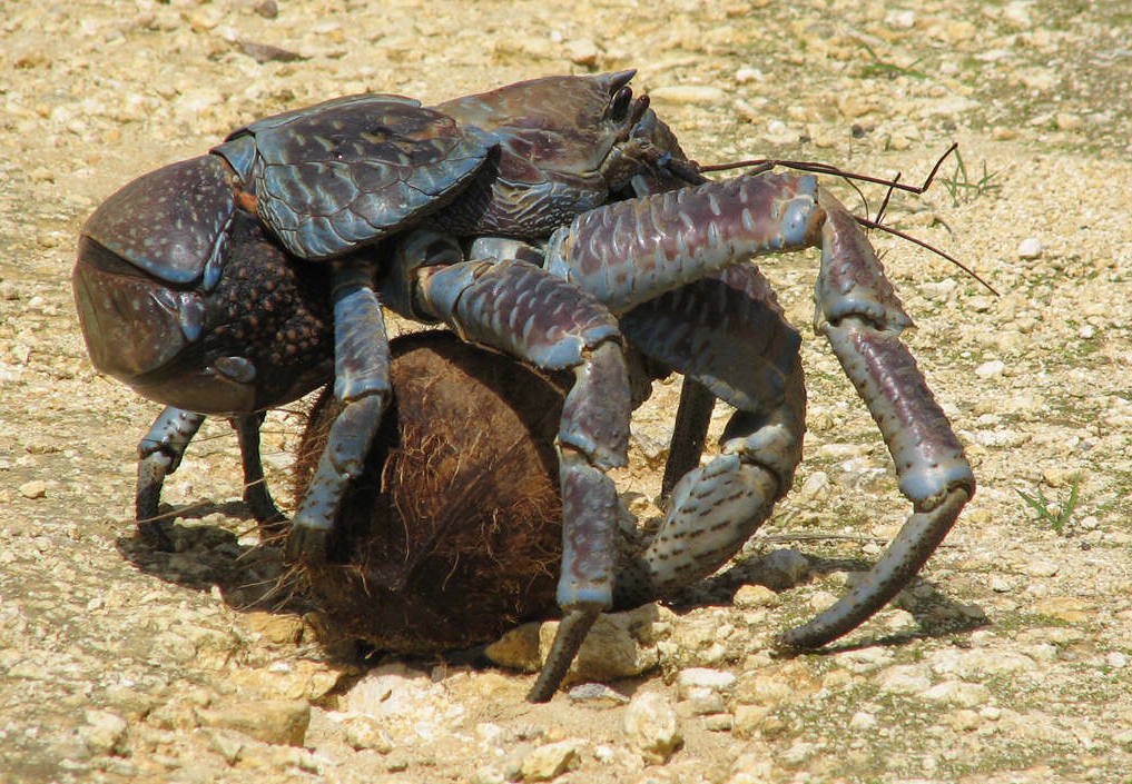 EBL: Coconut Crabs
