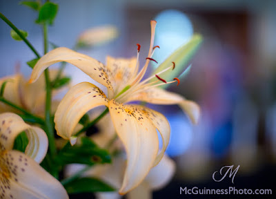 Show Features Best Blooms of New England Lily Society | Frau Zinnie