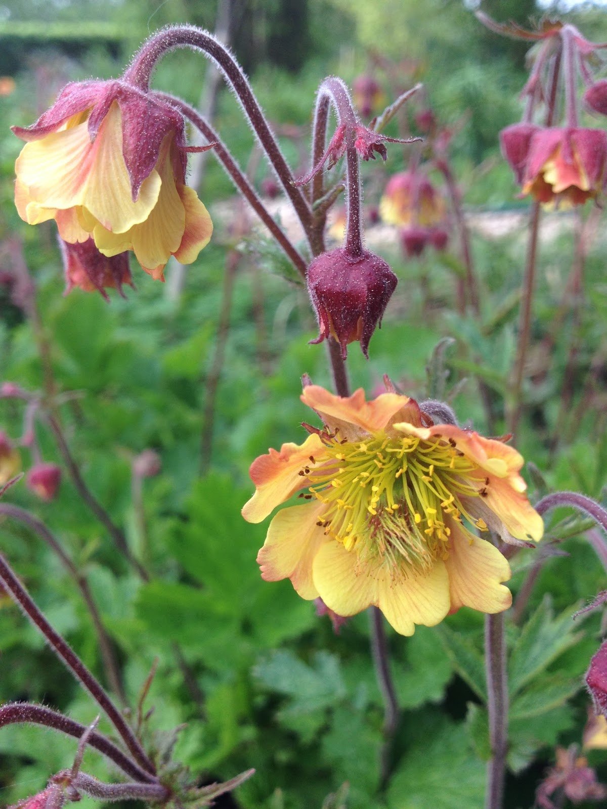 Blomstertøsens Have: Geum