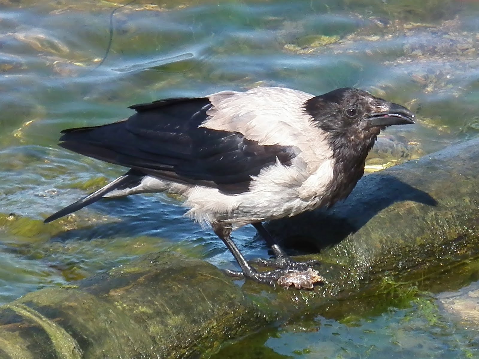 Warren's Blog: Wings on Wednesday...Hooded Crow