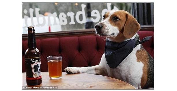 DOS MÁS EN LA FAMILIA: Bar para perros