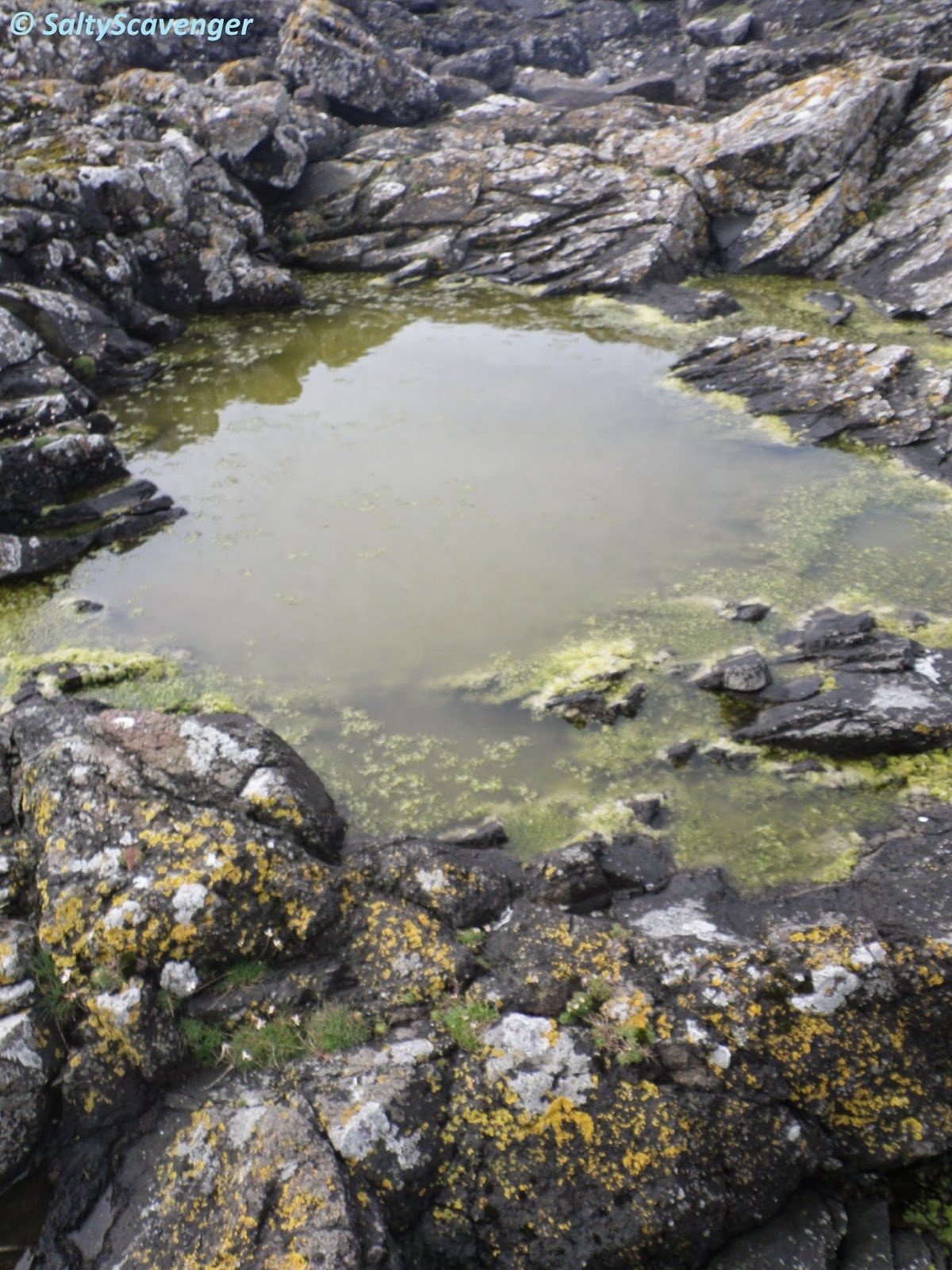 Rock Pooling: Rockpooling destintation: North Shetland, September 2014