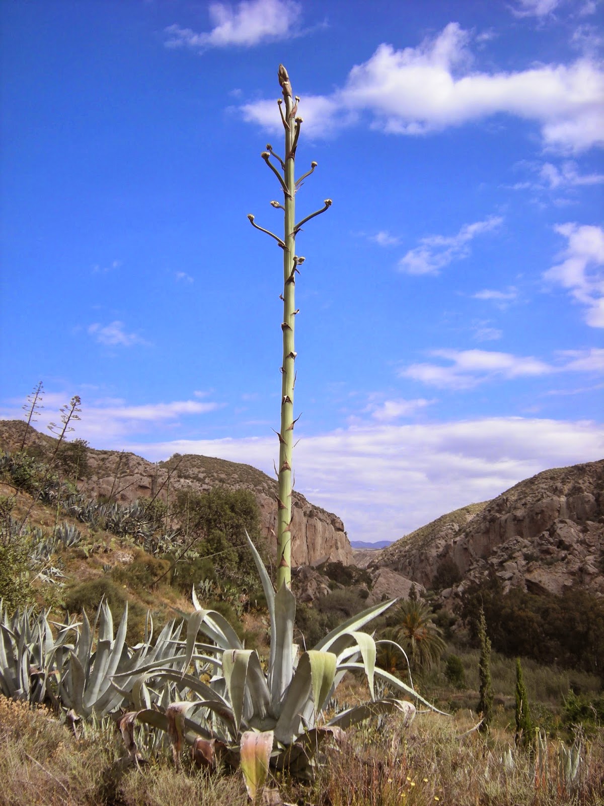 WüstenBlumen Design: Die Agave und ihre Blüte