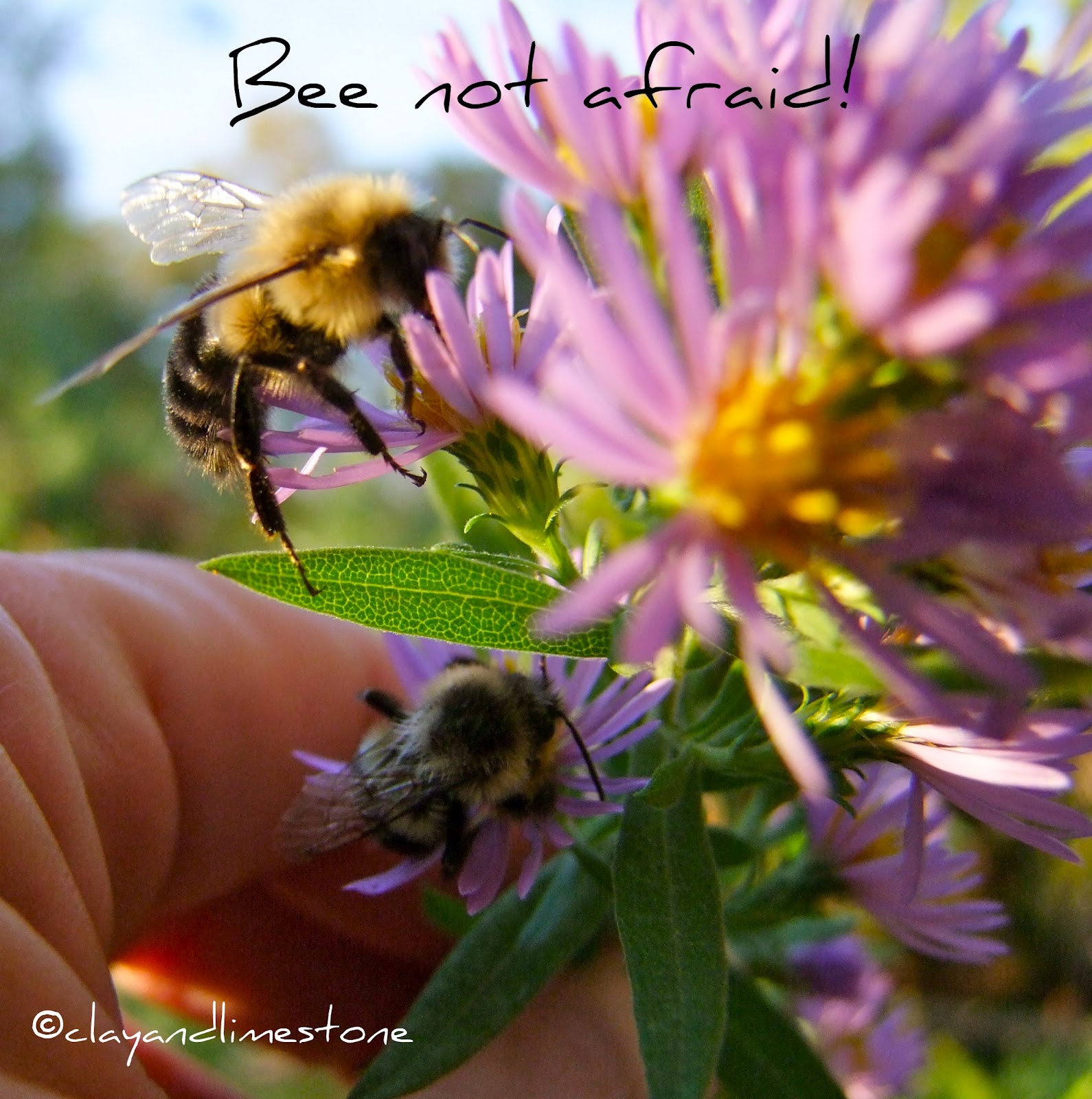 clay and limestone: Five Things You Can Do Right Now To Help Save ...