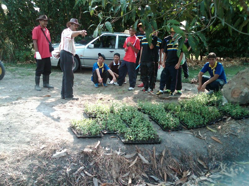 STEVIA REBAUDIANA: ' TRIAL PLOT STEVIA ' TANAMAN PENYELIDIKAN ( R & D ...