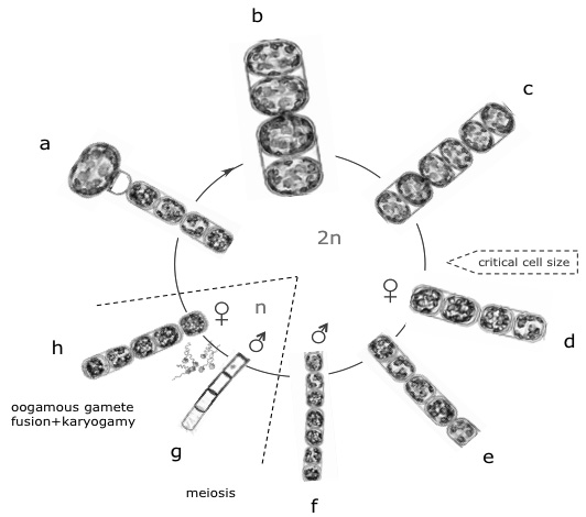 Knowledge Class: Unveiling Nature's Hidden Gems: Diatoms and Their ...