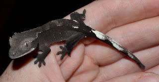 Crested Geckos Blog: Grey Geckos Photos