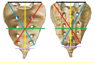OSTEOPOL: DOLOR EN RODILLA, CADERA, PELVIS Y LUMBAR. (en construcción)