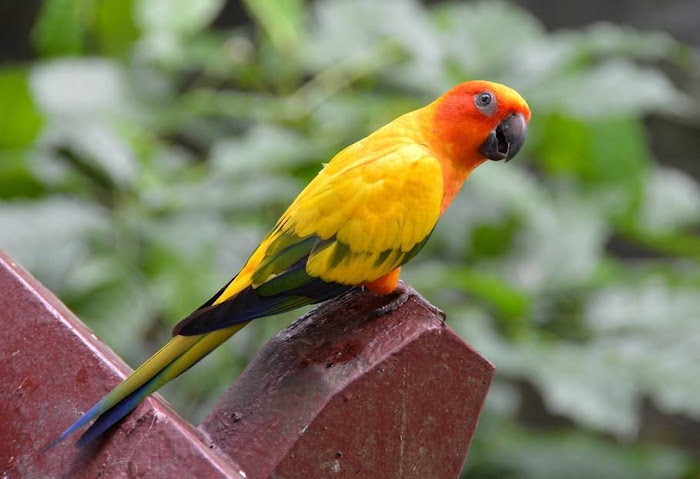 Αρατίνγκα - Ορνιθοπανίδα