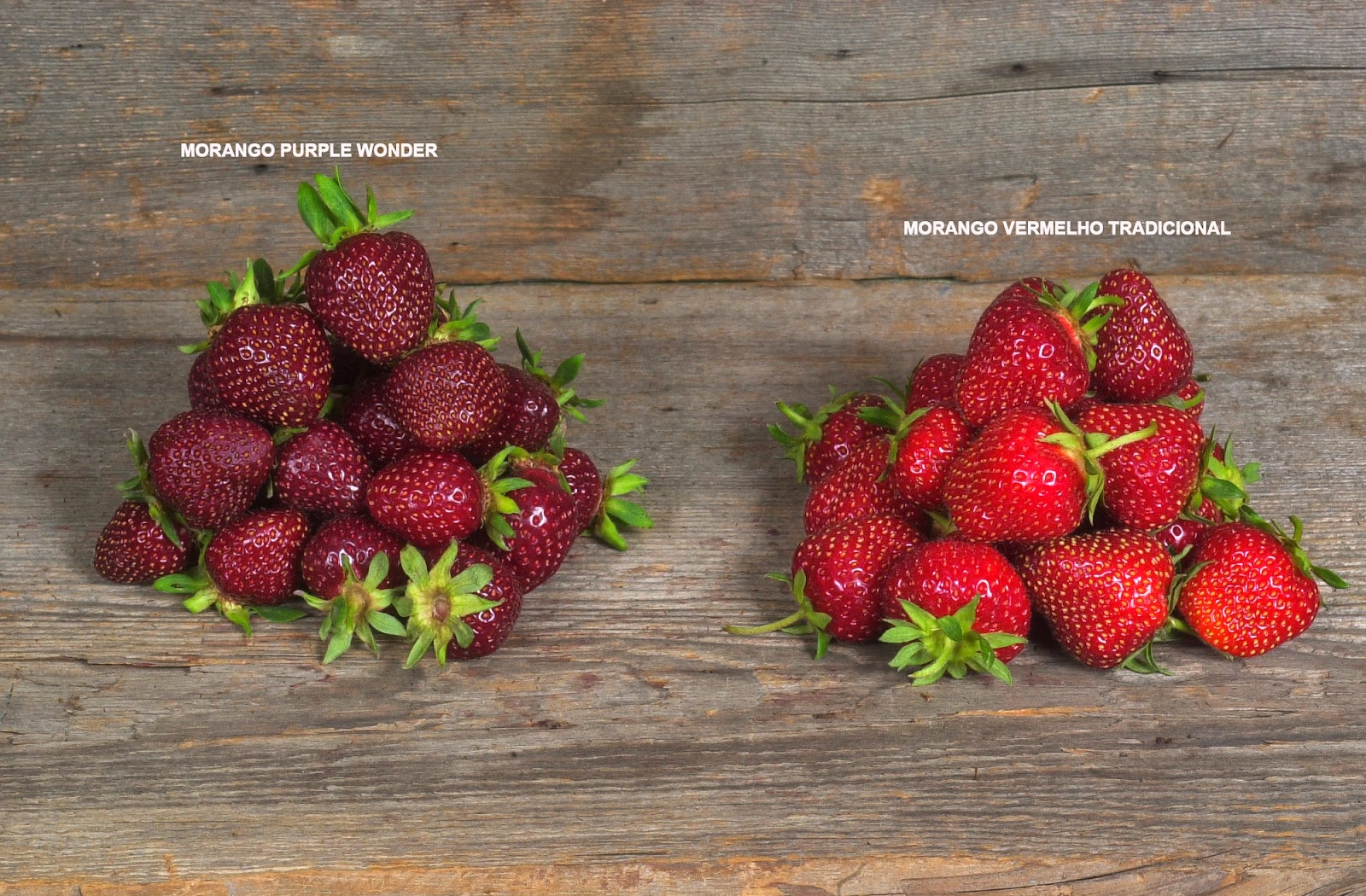 Morango Roxo Maravilha / Strawberry Purple Wonder