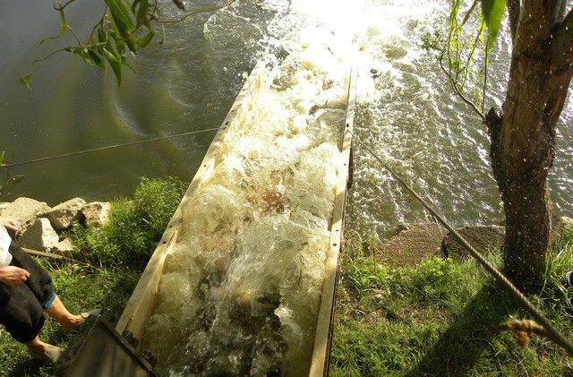 Pasiunea Pescuitului: Populare Balta Solacolu - 1,5 tone Crap!