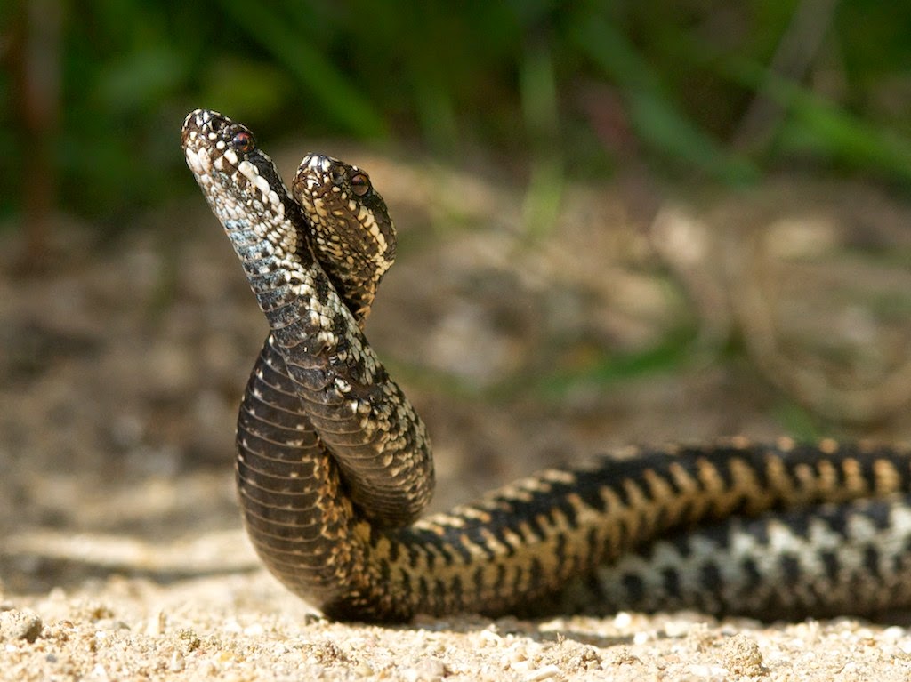 Matt's Photos: Dance of the Adders: 2014