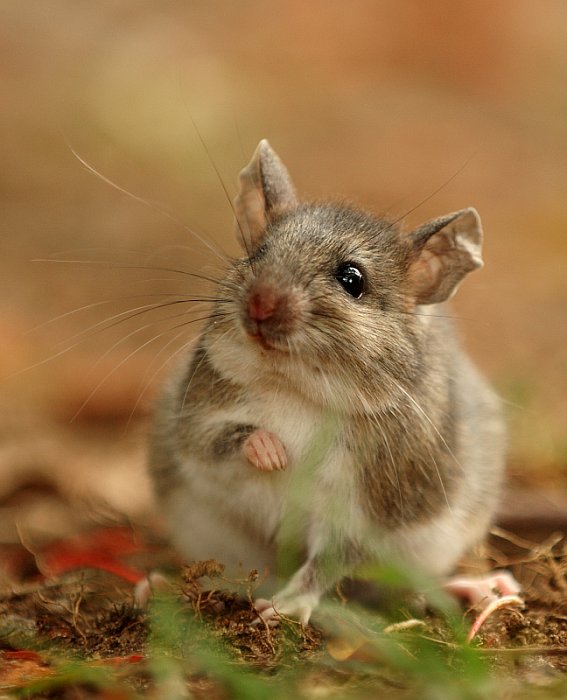 Gerbil | Wildlife | The Wildlife