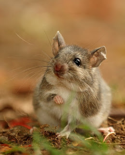 Gerbil | Wildlife | The Wildlife