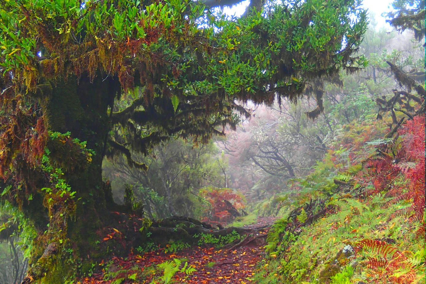Madera - wyspa o wielu obliczach: Vereda do Fanal - bajeczny szlak na ...
