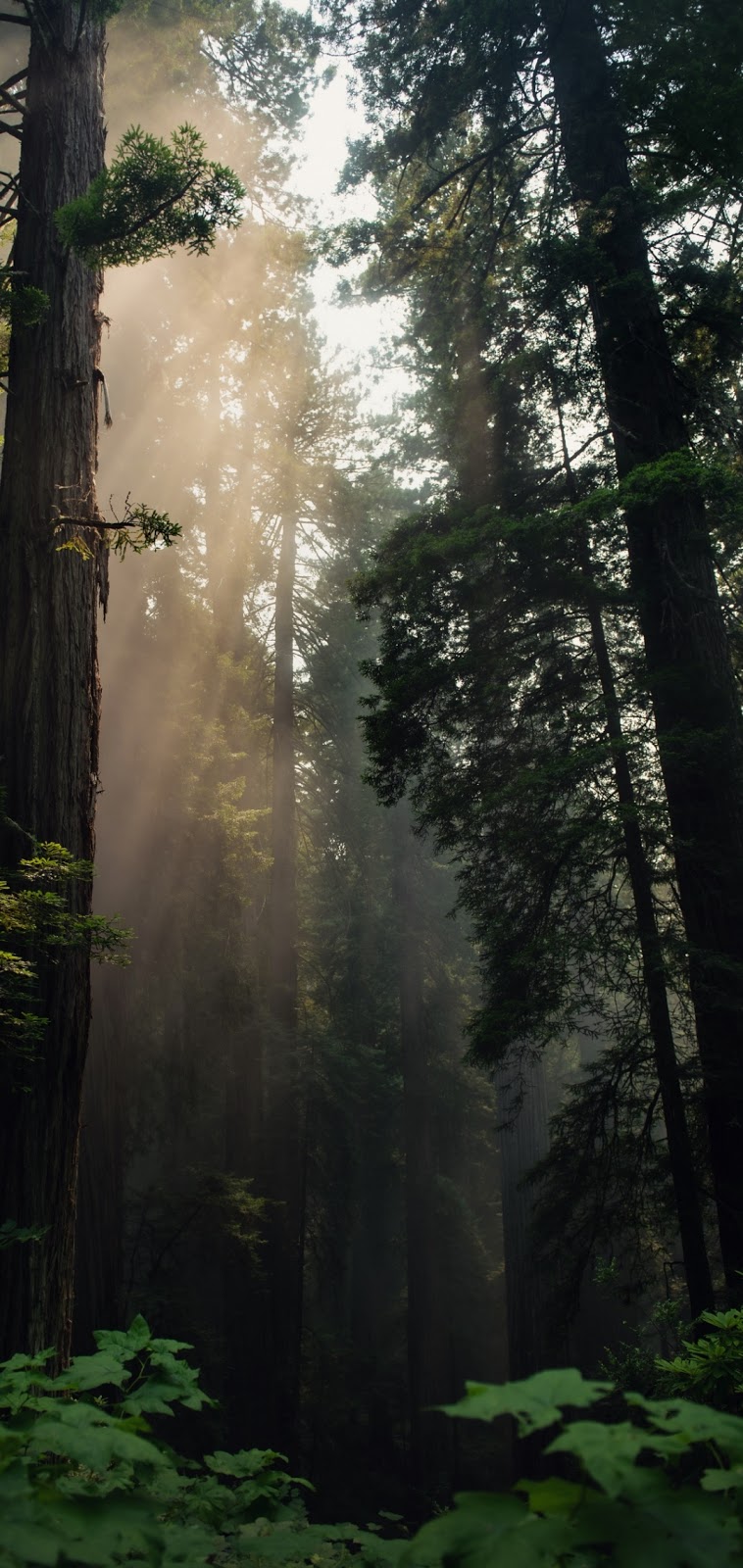 Wallpaper [HD] Gambar Hutan Terbaik 2019 - DDW DESIGN