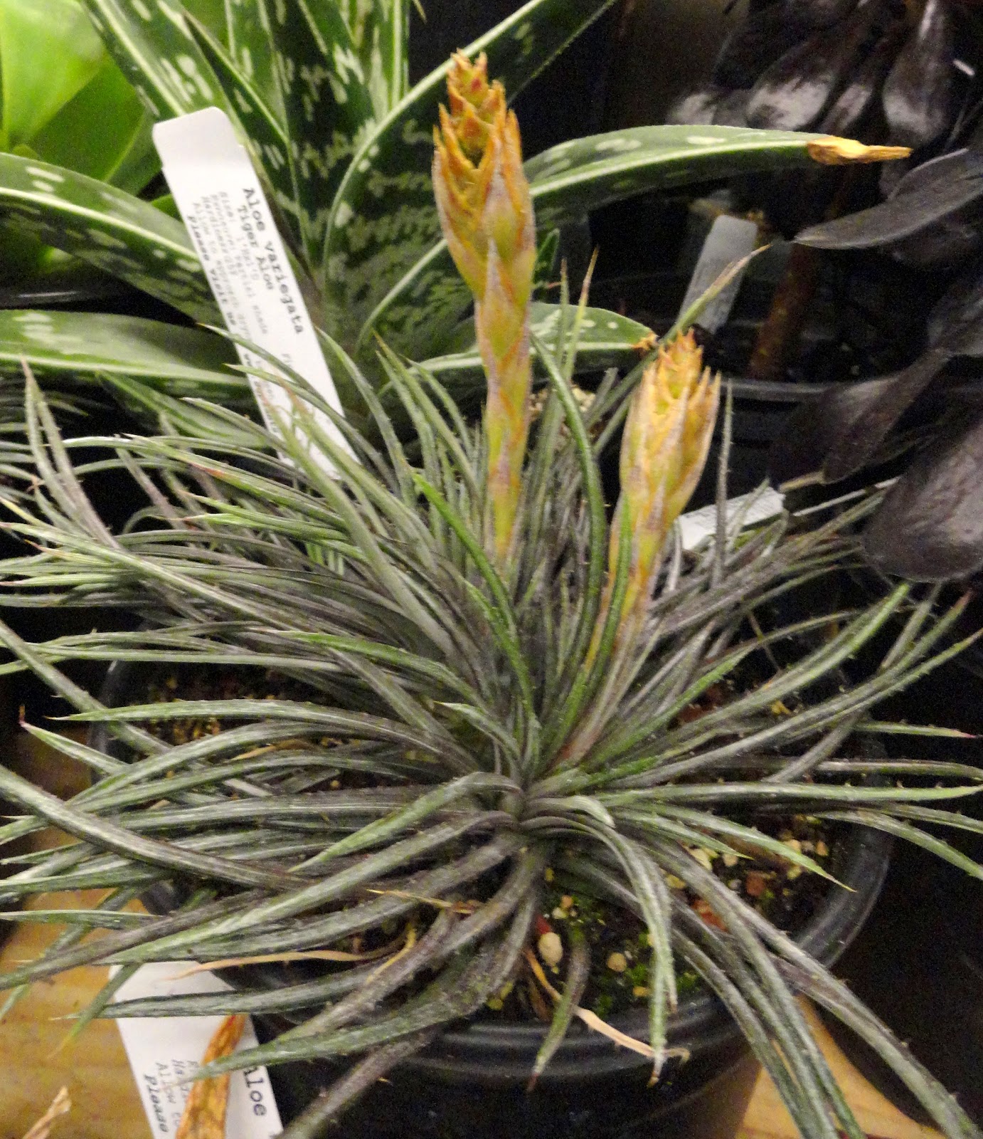 danger garden: The San Francisco Flower & Garden Show