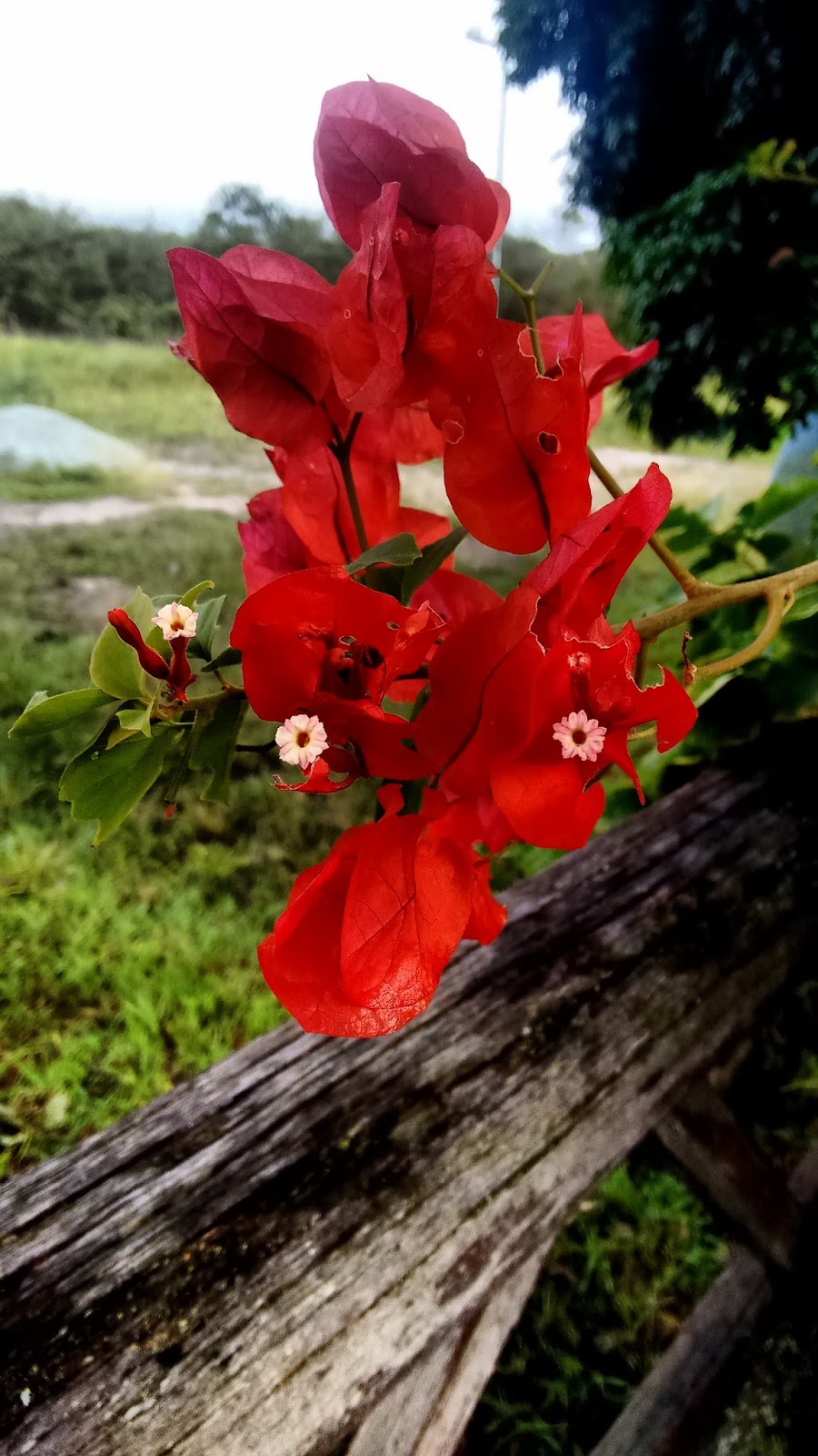 Sistemática Fanerógamas BIO 266 UEFS: Julho 2017