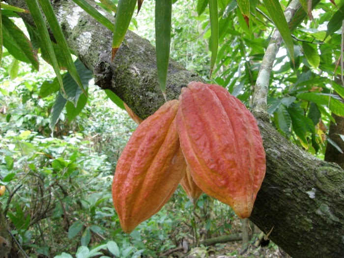 Adi Chocolate Fiji, the world's purest chocolate factory is on the ...