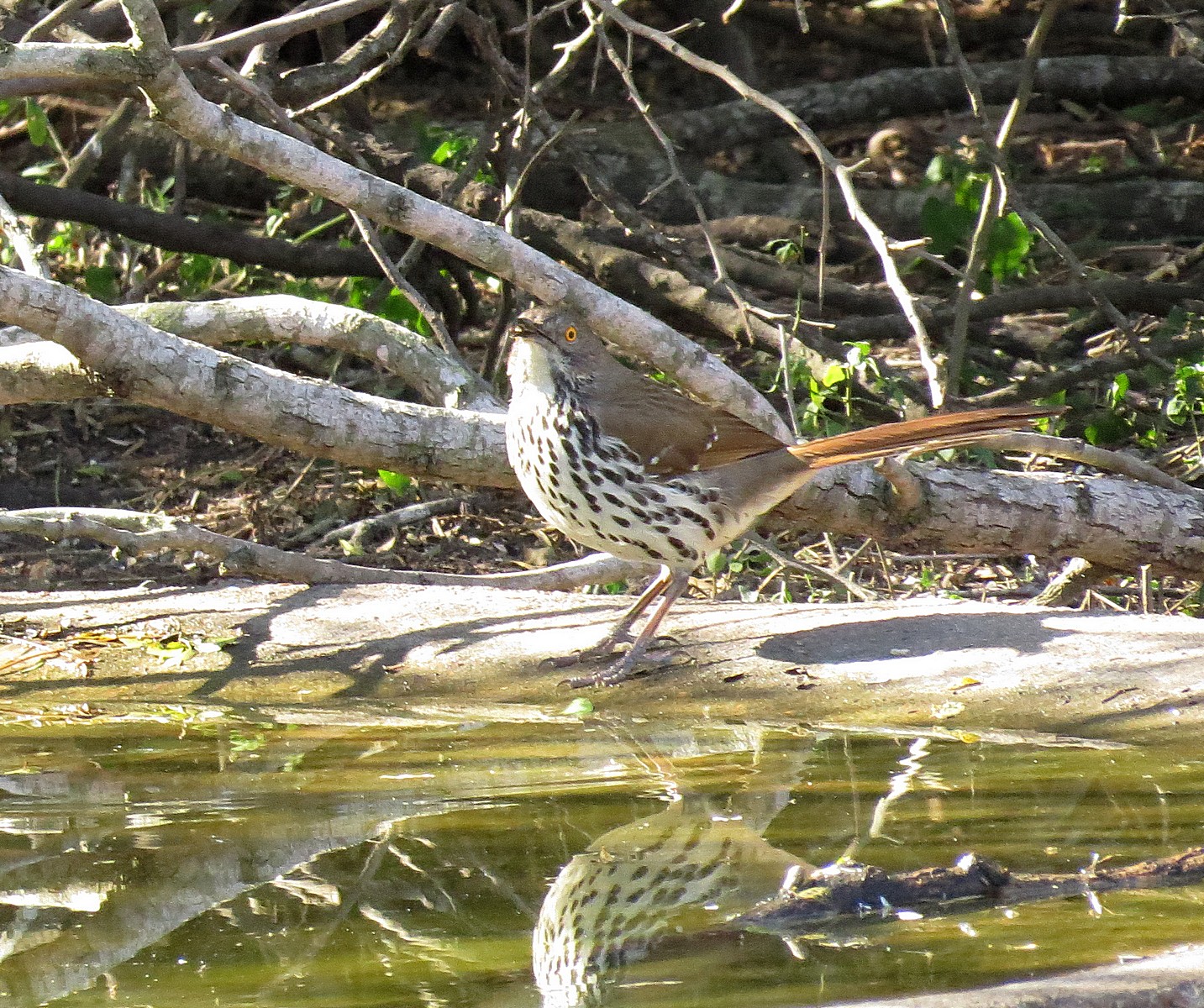 LGB's Nature Photos: Small Day Birding at McAllen Nature Center