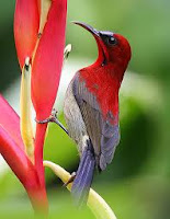 Karakteristik Burung Kolibri Sepah Raja dan Perawatannya | Kicau Burung ...