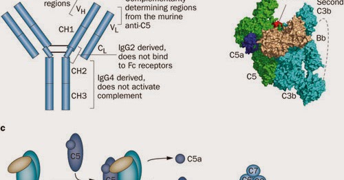 Renal Fellow Network: The use of Eculizumab in transplantation: What’s new?