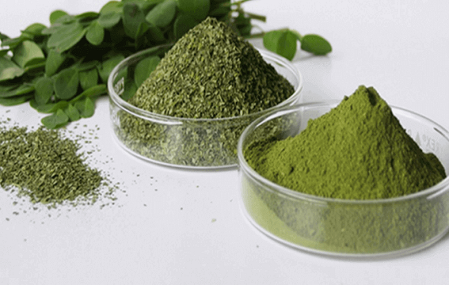 Moringa – This Herb Kills Cancer And Stops Diabetes