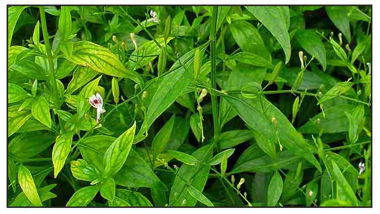 Medicinal Plants: Andrographis paniculata - Bhunimba, Nelavemu, Nilavembu