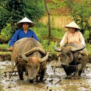 Pertanian Tradisional ~ esemka pertanian