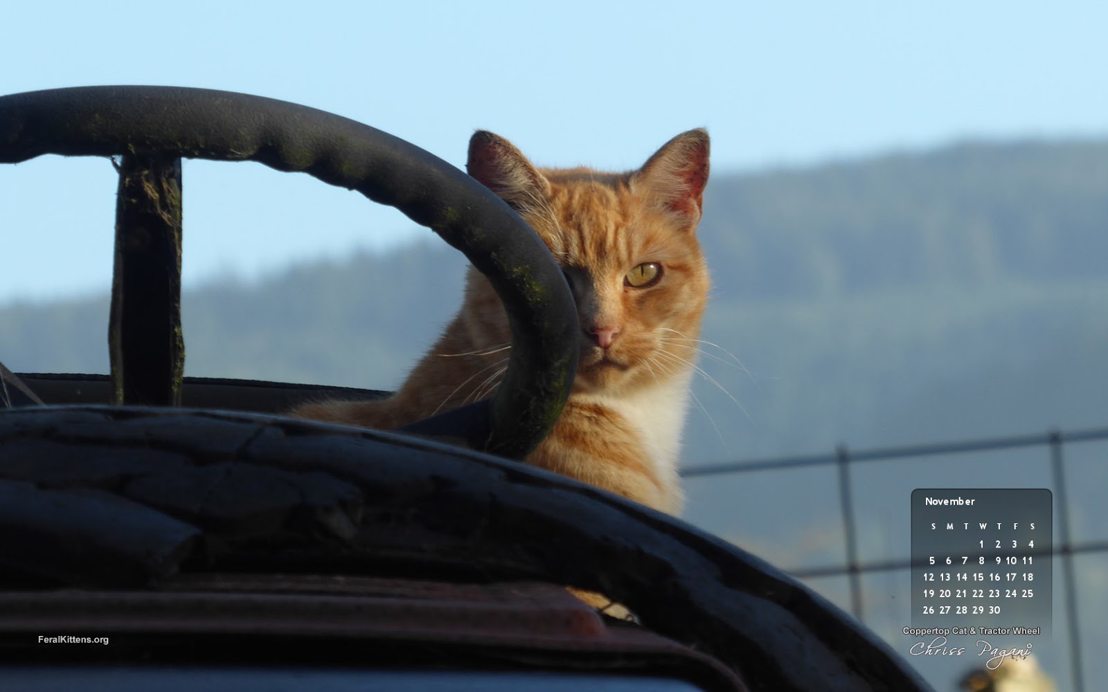 November Cat of the Month #Wallpaper - Orange Cat