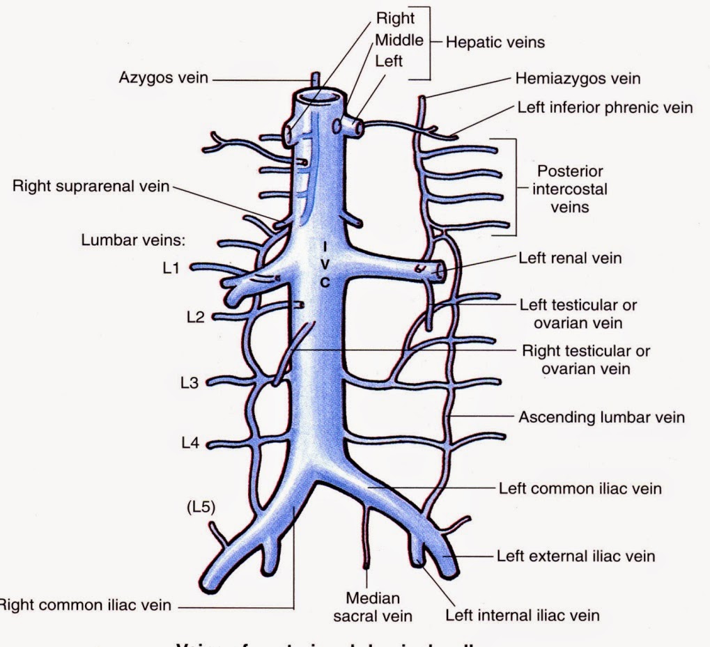 MEDICAL : inferior vena cava tributaries