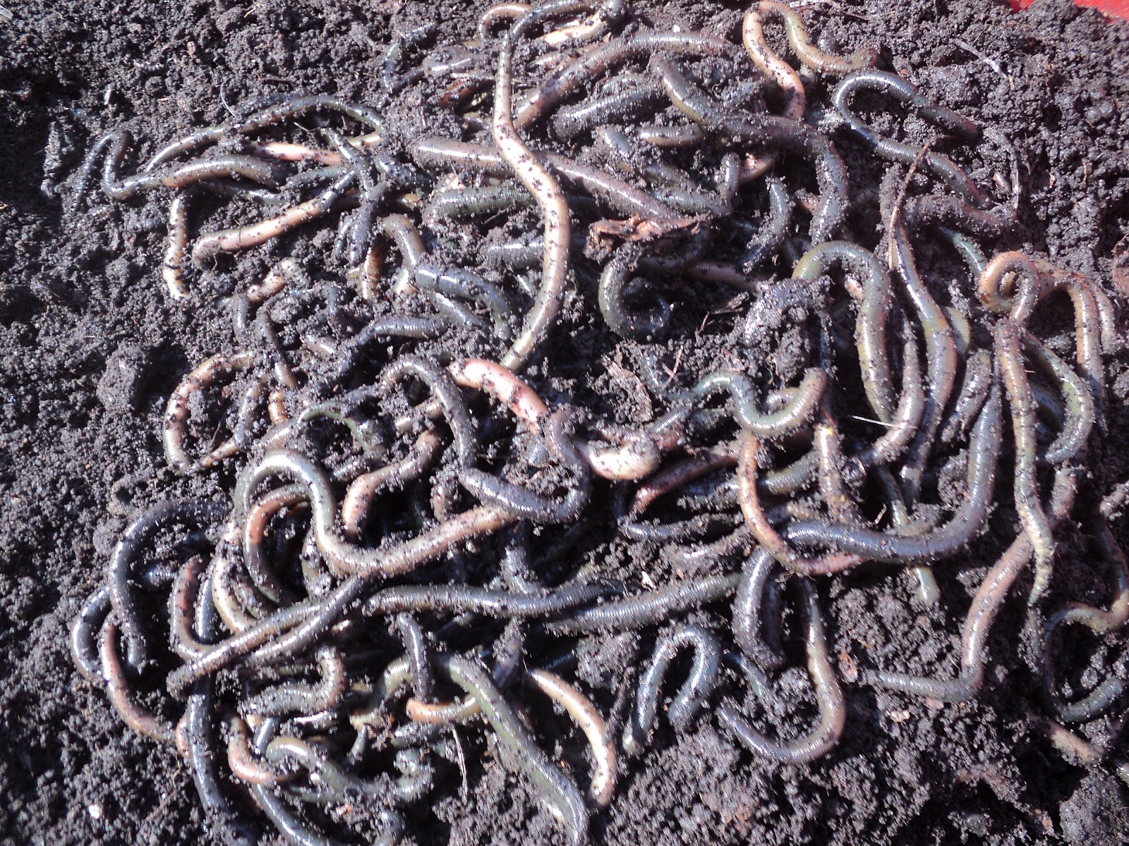 MOMEALA VIE: MOMEALA VIE