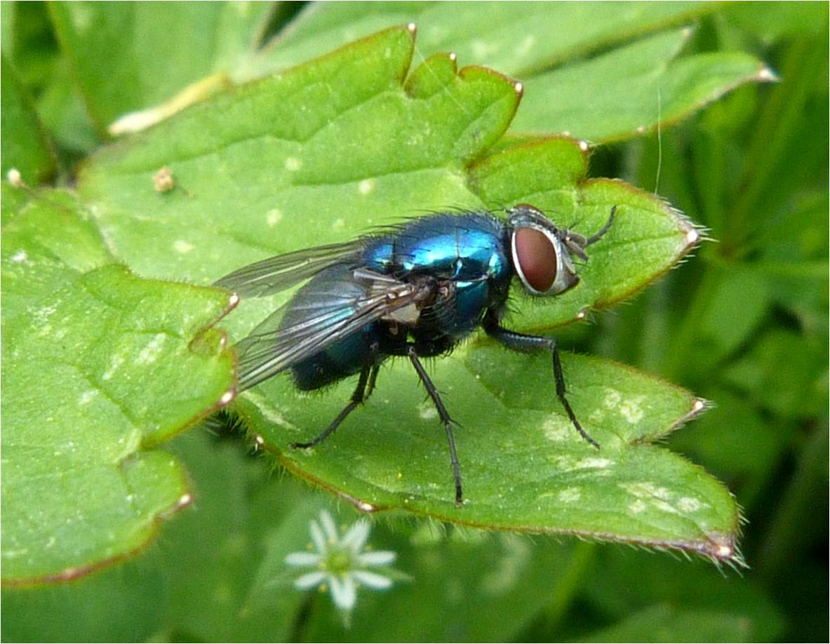 Insects of Scotland: Other Flies/Picture-wing Flies