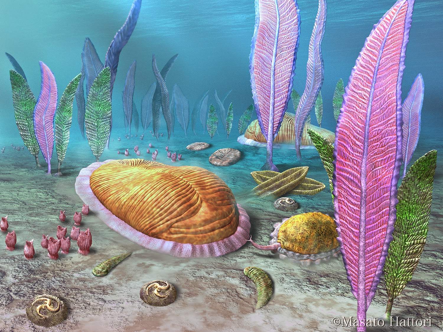 Marchan Blog: エディアカラ生物群 Ediacara animal group