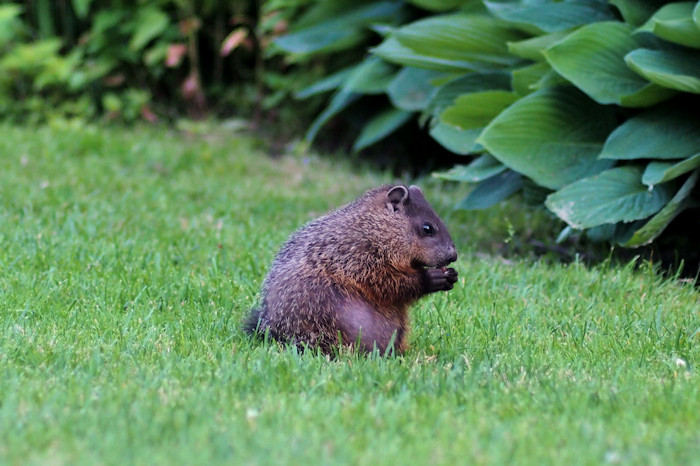Adagio: Groundhog vs Black Squirrel
