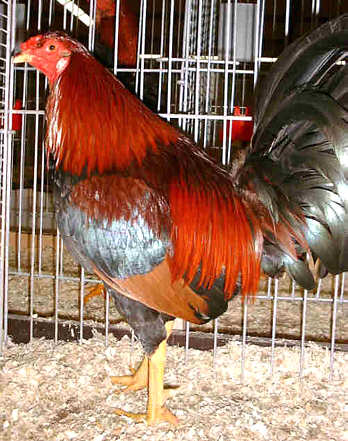 Breed Savers: Standard Old English Game Fowl