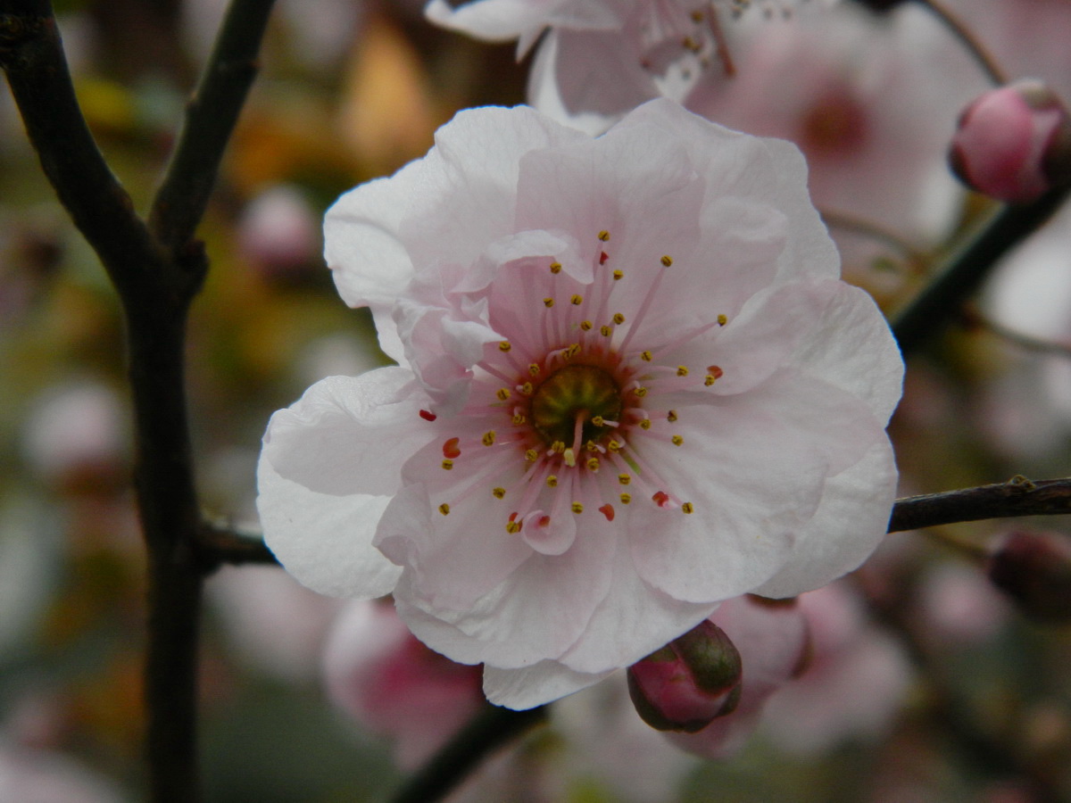 LA MULTI ANI, ROMANIA!: Pom inflorit cu flori roz