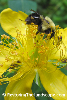 Restoring The Landscape With Native Plants: Native Plant of the Week ...