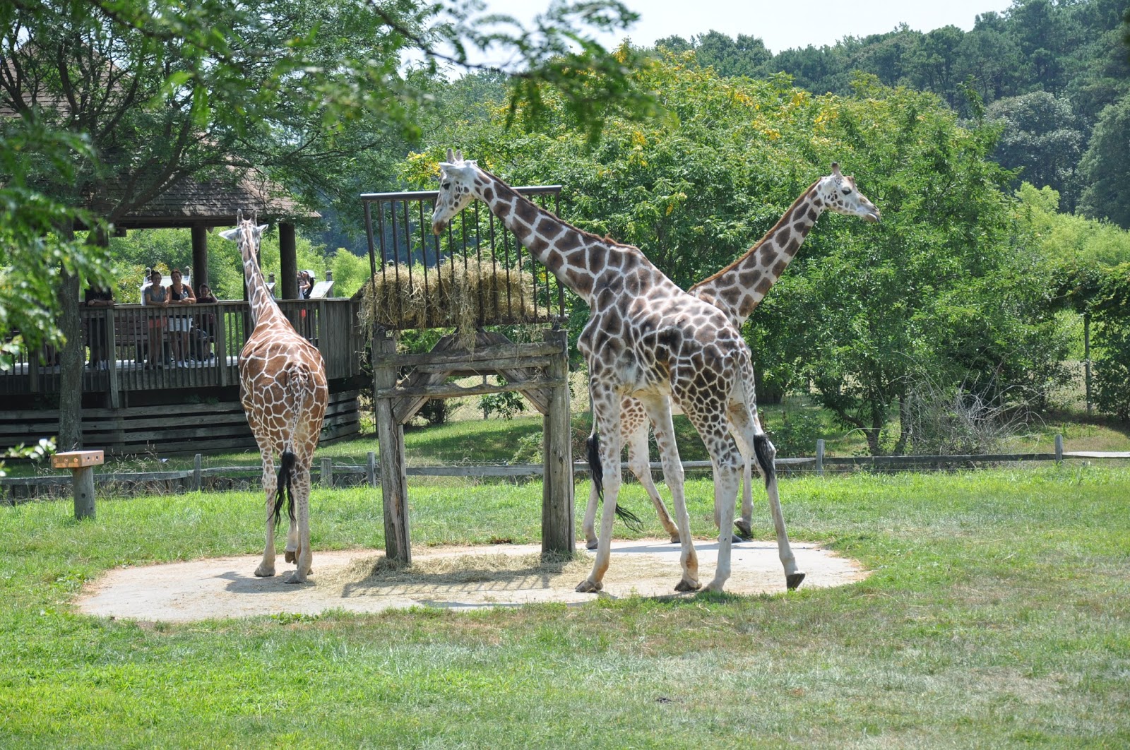 Pretty Purplexing: Giraffes at Camden County Zoo