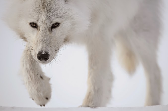 White Wolf : 15 Photos of the Most Amazing Animal in Alaska - Arctic ...