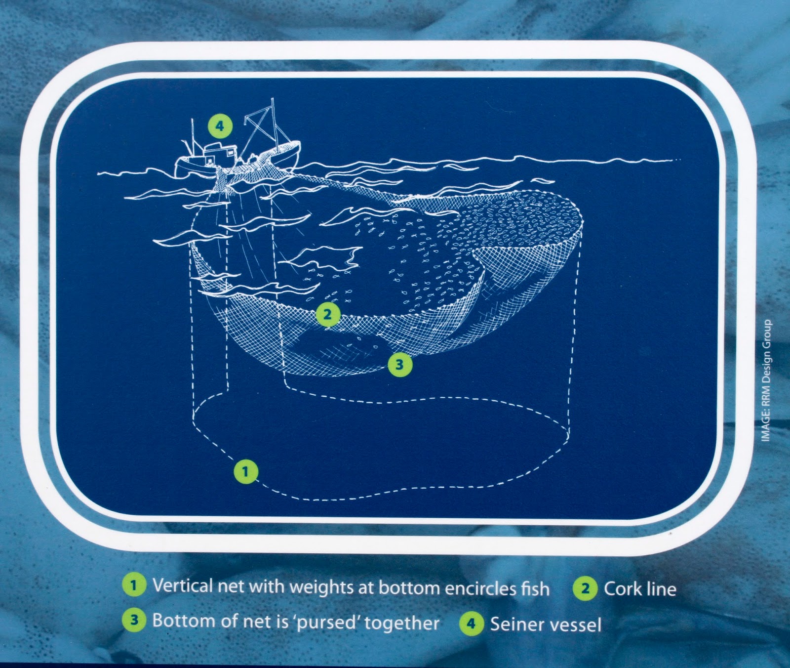 Wildbayarea.com: In-Seine Squid