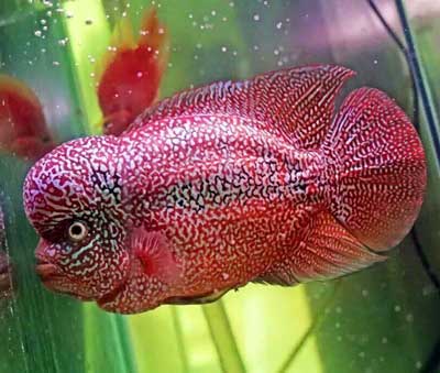 IKAN LOUHAN RED MONKEY - SEMUA CARA BUDIDAYA HEWAN