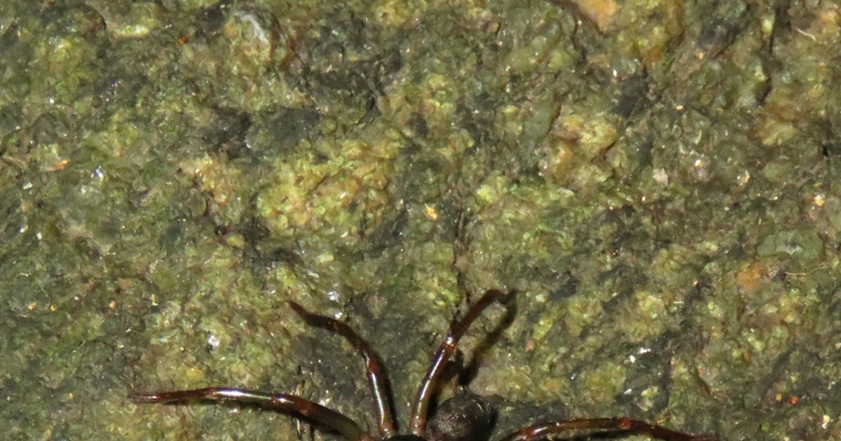 Variety of Life: Corinnidae