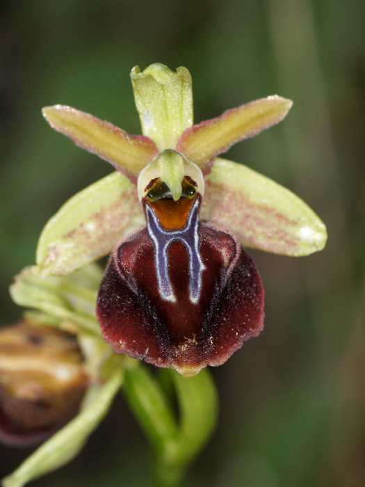 The Orchids of Cyprus: Ophrys herae