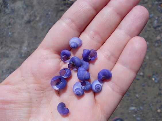 Set Sail with the Violet Sea Snail! | Featured Creature