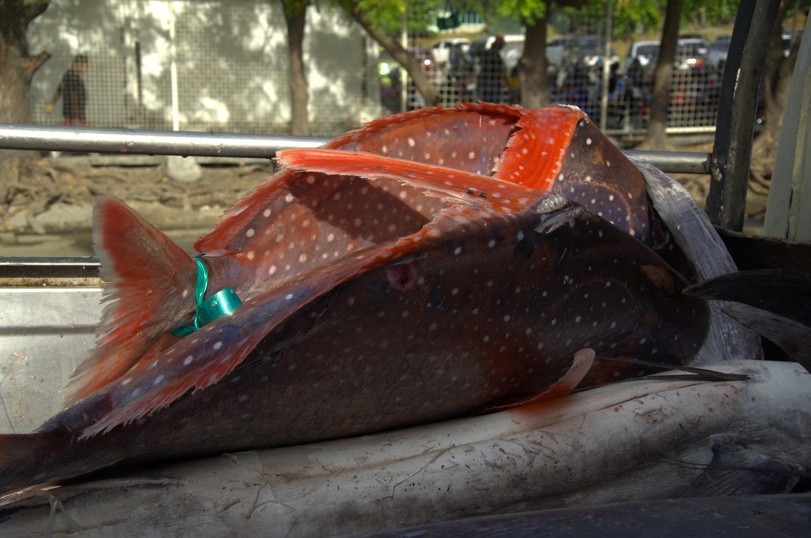 Gensan, Tuna Pride of the Philippines >>> Lakat