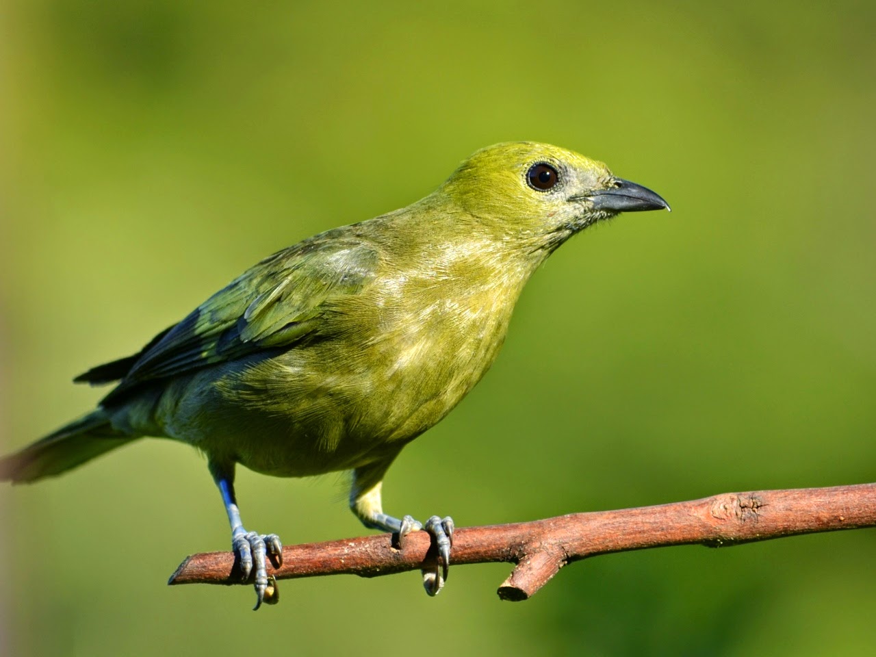 Aves de Jardín . Birds in our garden: Como se llama ese pajarito?