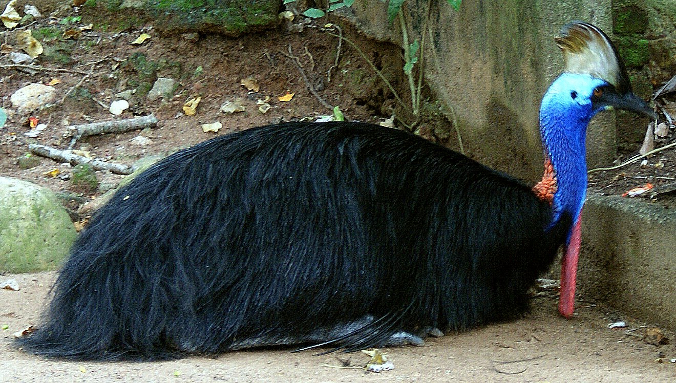 Discover-SriLanka: SRI LANKA - COLOMBO ZOO